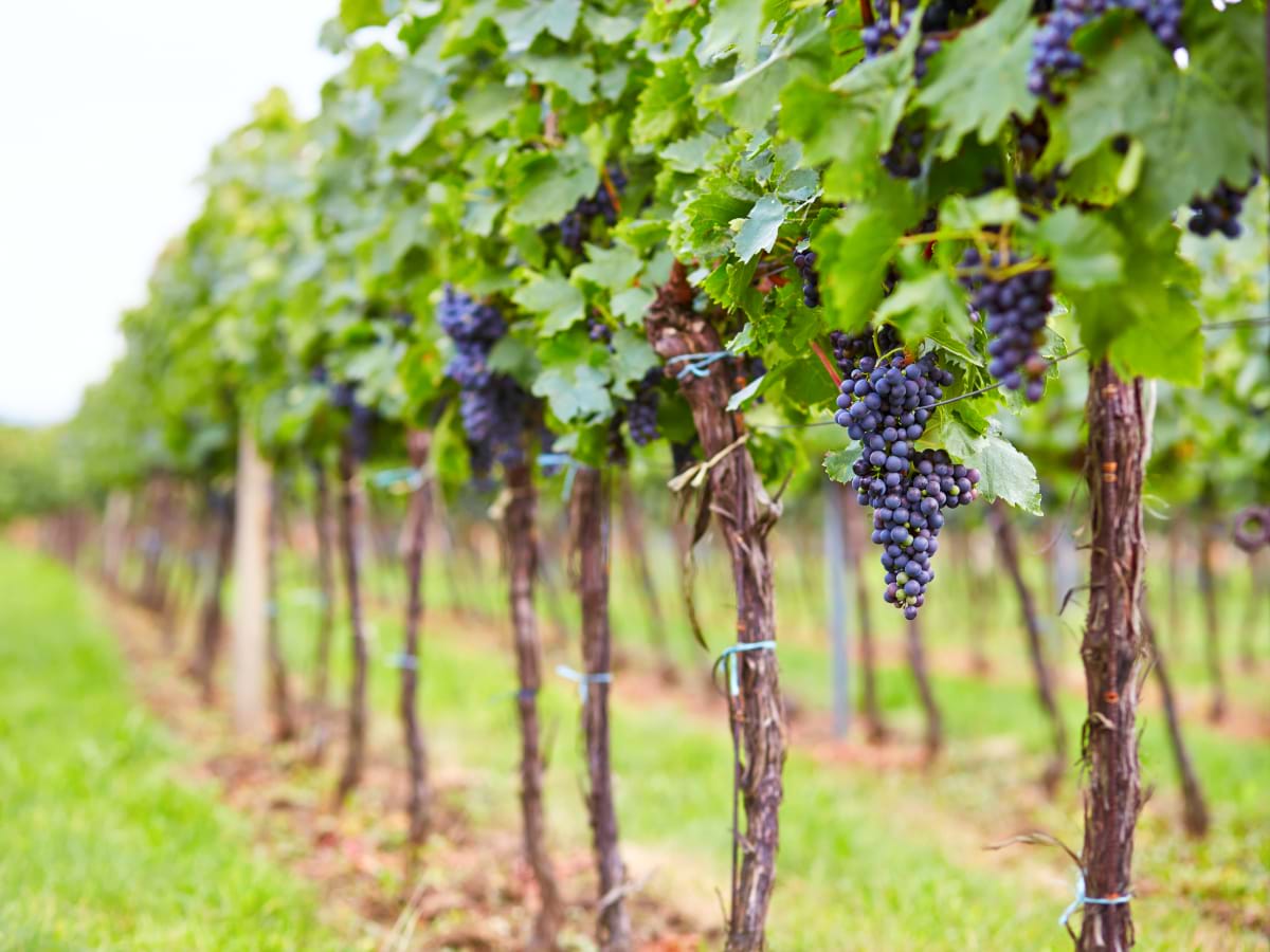 Tuscany Day Trip from Rome: 3-Course Lunch and Wine Tasting Included ...